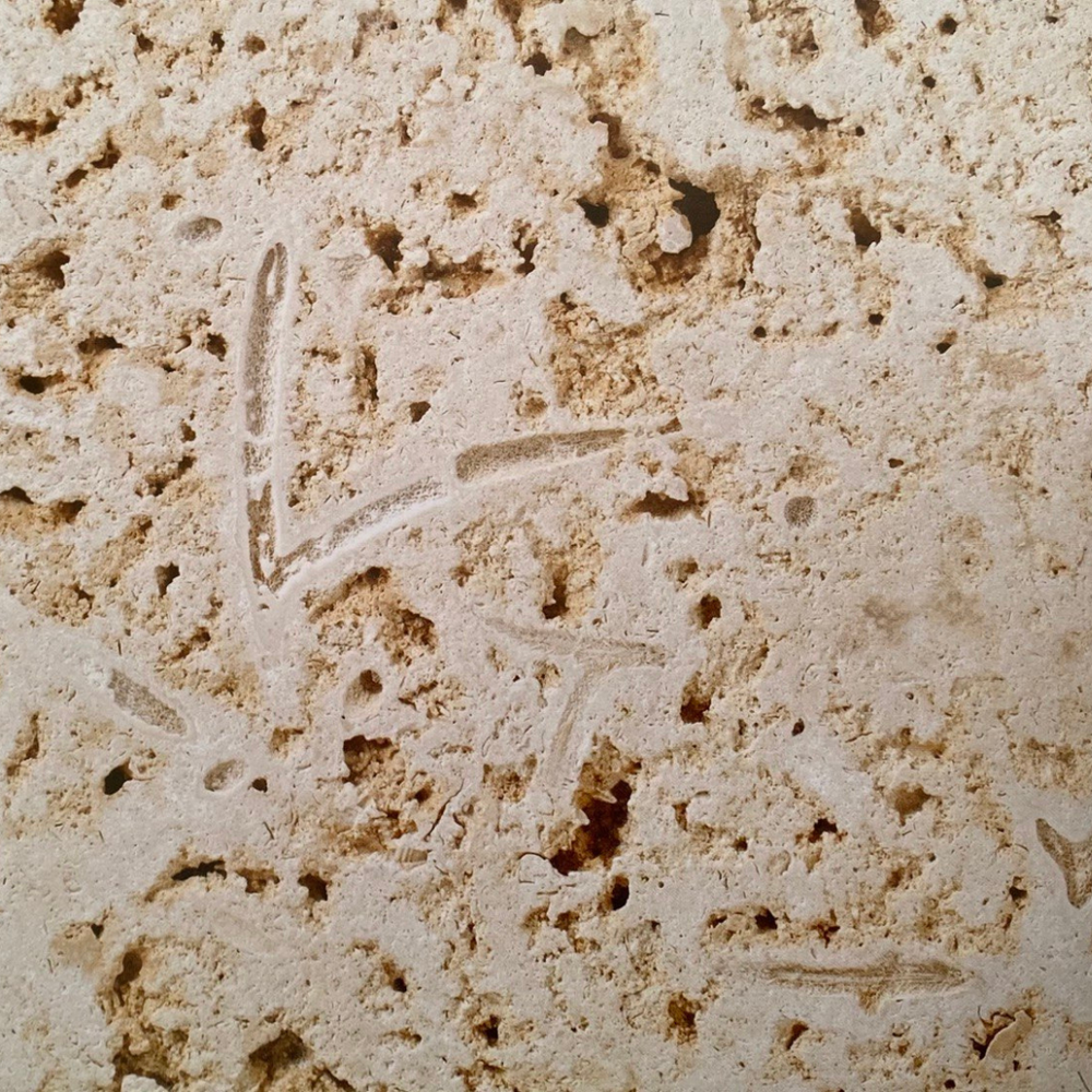 CORAL COLONIAL Coral Saw Cut Slab - Hawaii Stone