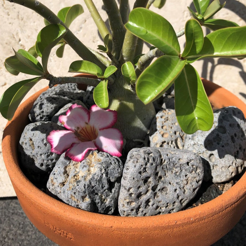 PUKA Natural Tumbled Garden Pebbles - Hawaii Stone