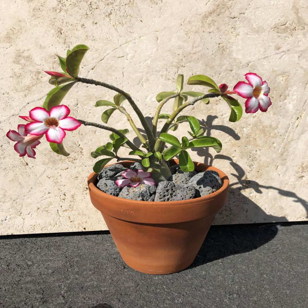 PUKA Natural Tumbled Garden Pebbles - Hawaii Stone