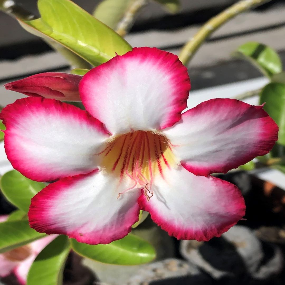 PUKA Natural Tumbled Garden Pebbles - Hawaii Stone