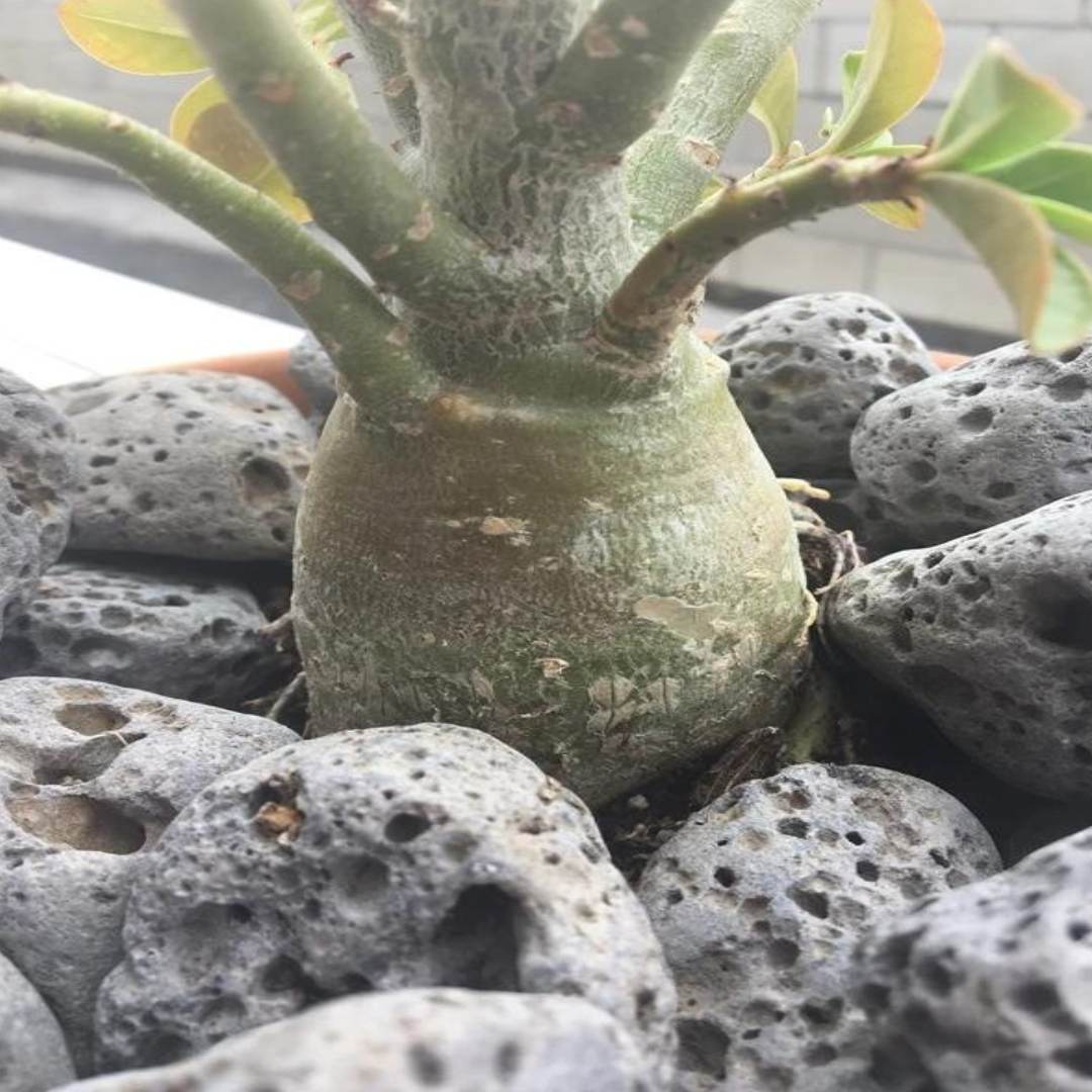 PUKA Natural Tumbled Garden Pebbles - Hawaii Stone